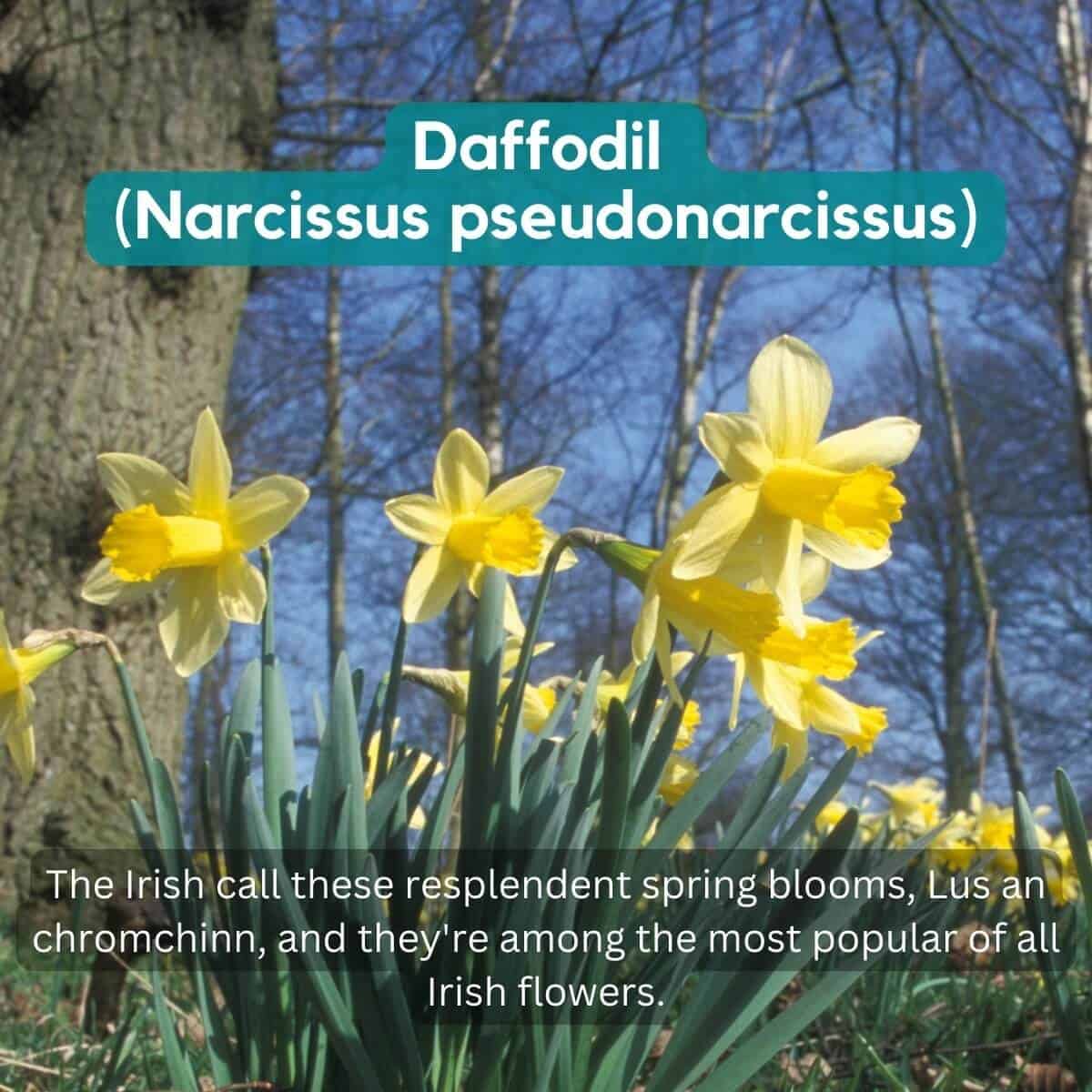 15 Typical Irish Flowers Native to Ireland - Ireland Wide