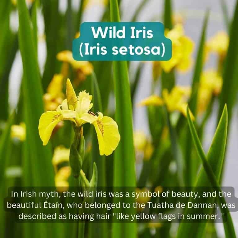 15 Typical Irish Flowers Native to Ireland - Ireland Wide