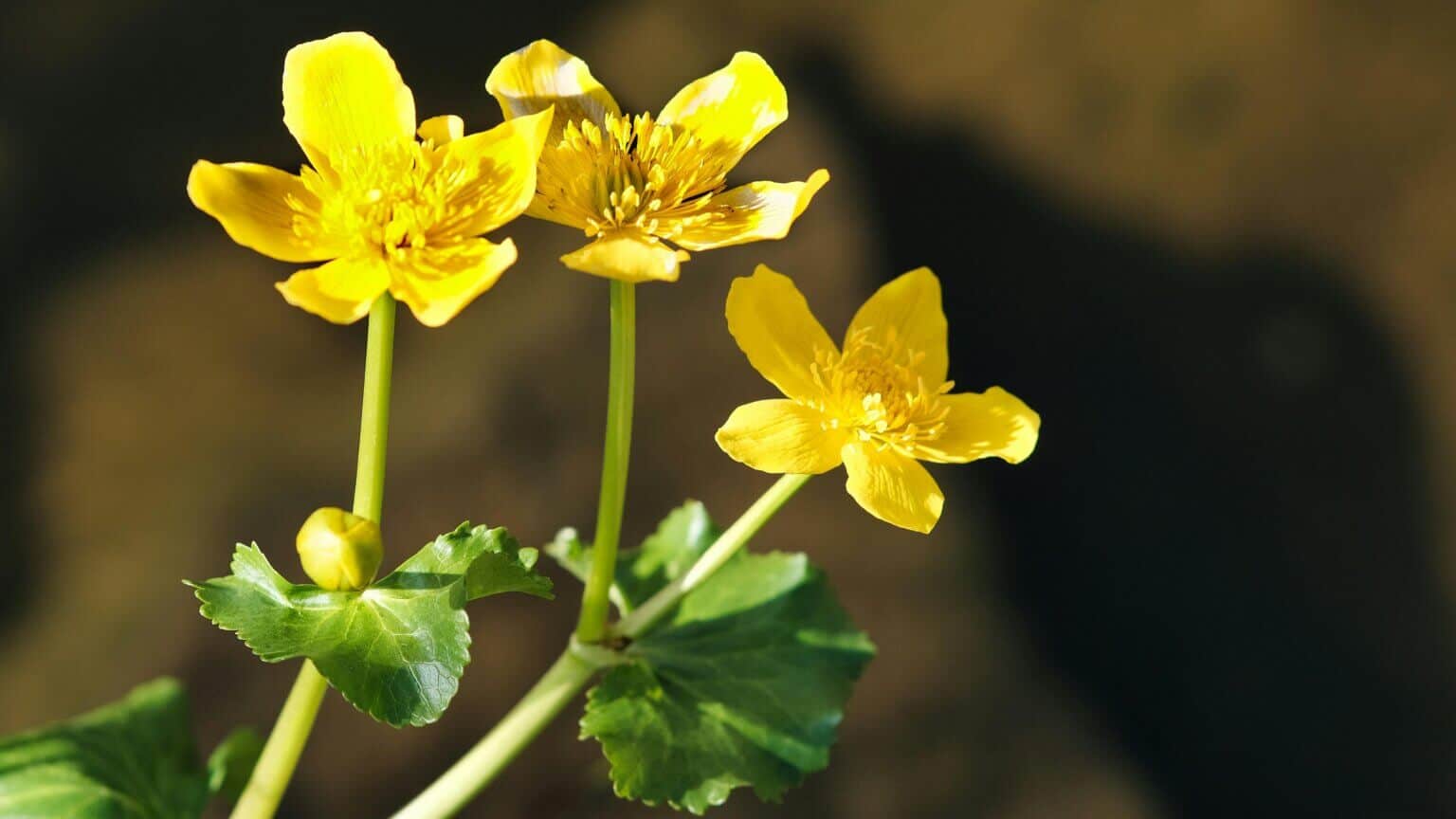 15 Typical Irish Flowers Native to Ireland in 2025