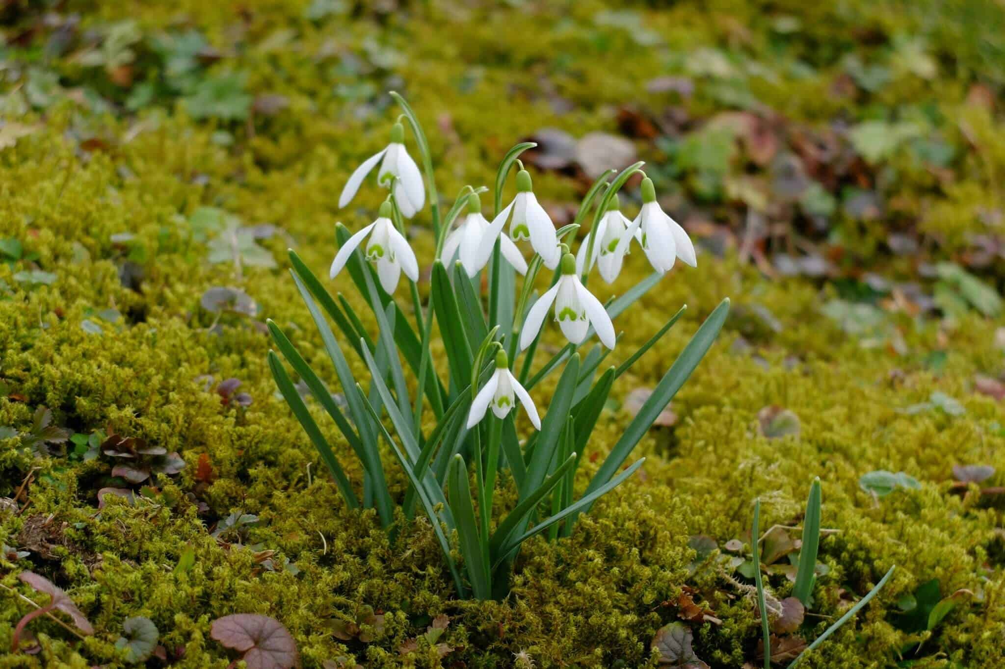 15 Typical Irish Flowers Native to Ireland in 2025